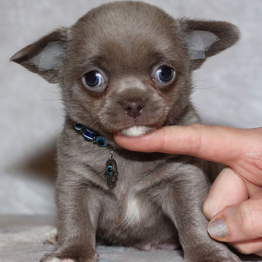 Чихуахуа, щенок