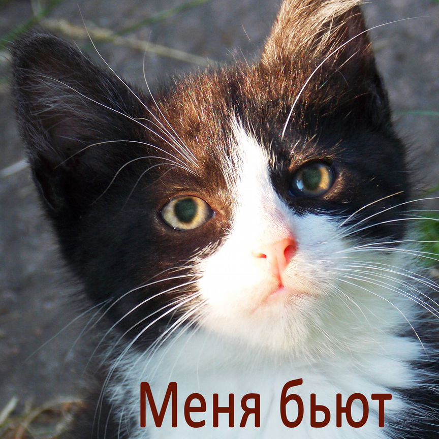 Котёнок в добрые руки