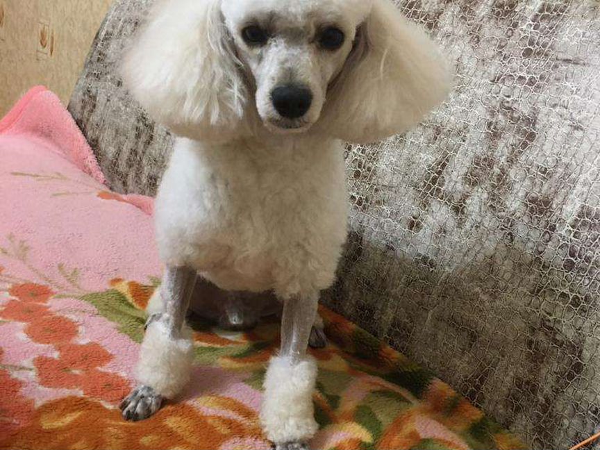 Малый пудель