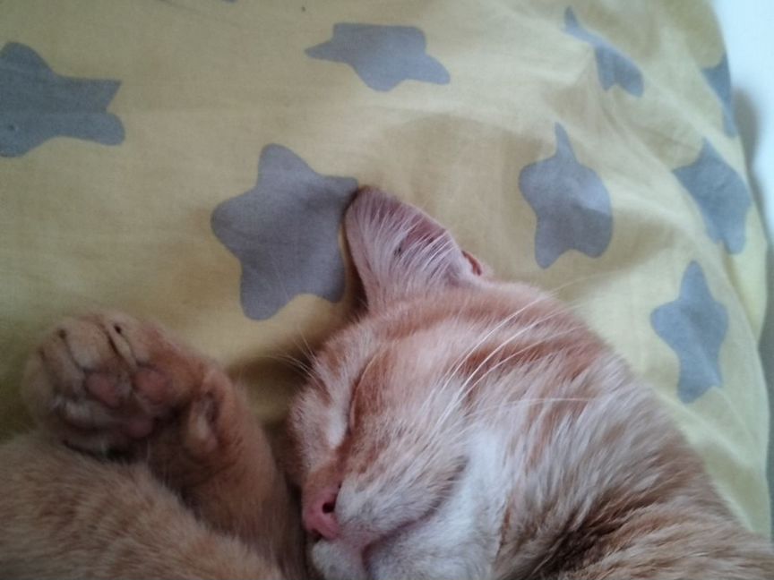 Рыжий котенок мальчик