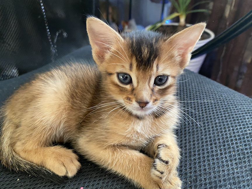 Абиссинские котята дикий окрас