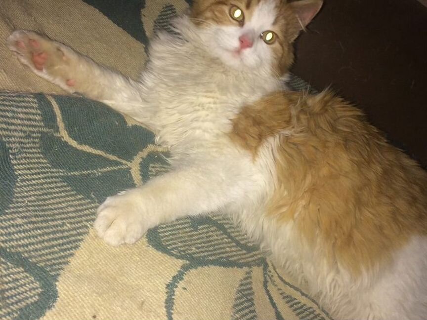 Рыжий котенок 7-9 месяцев