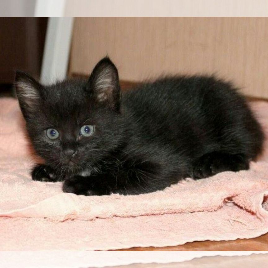 Котик