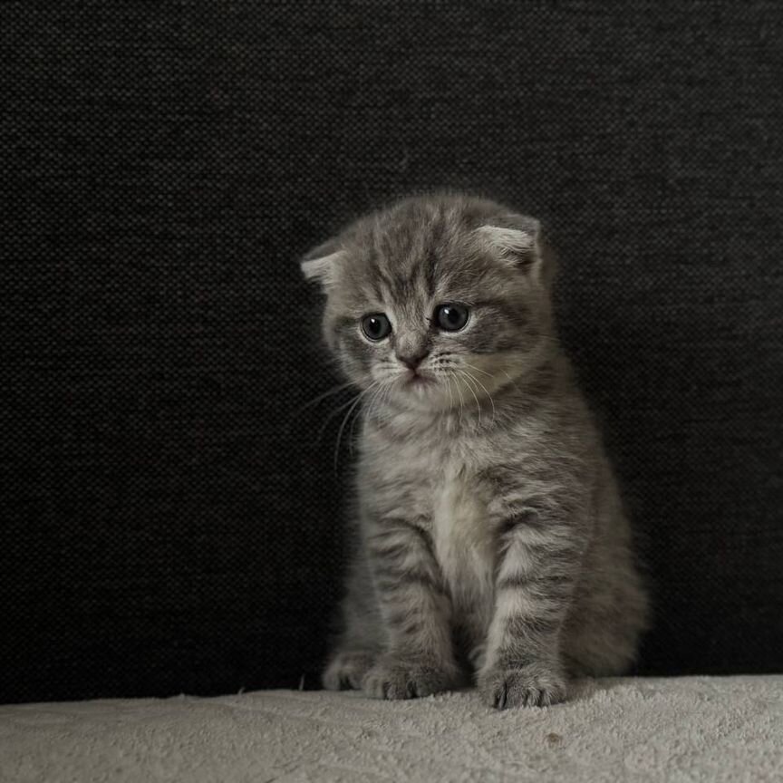Шотландский котик девочка