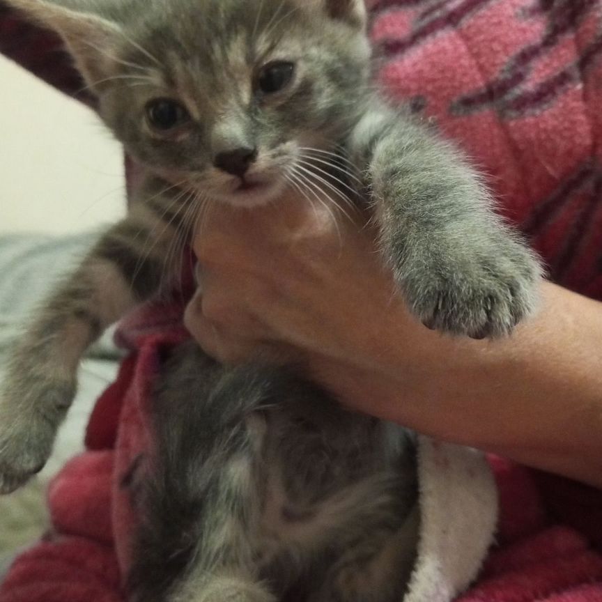 Отдам в добрые руки