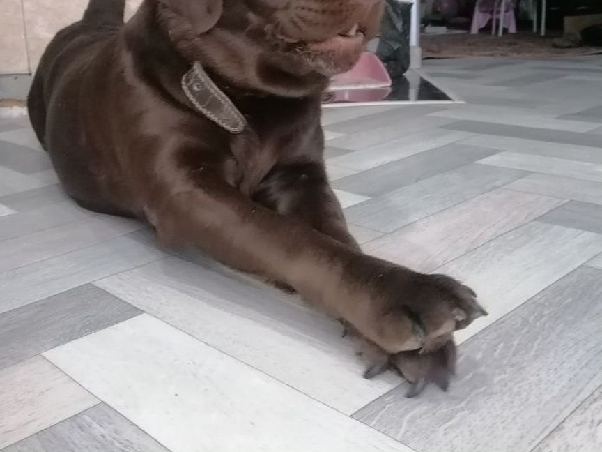 Продам лабрадора