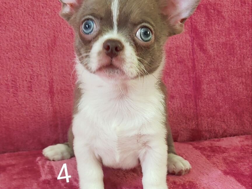 Настоящий полковник