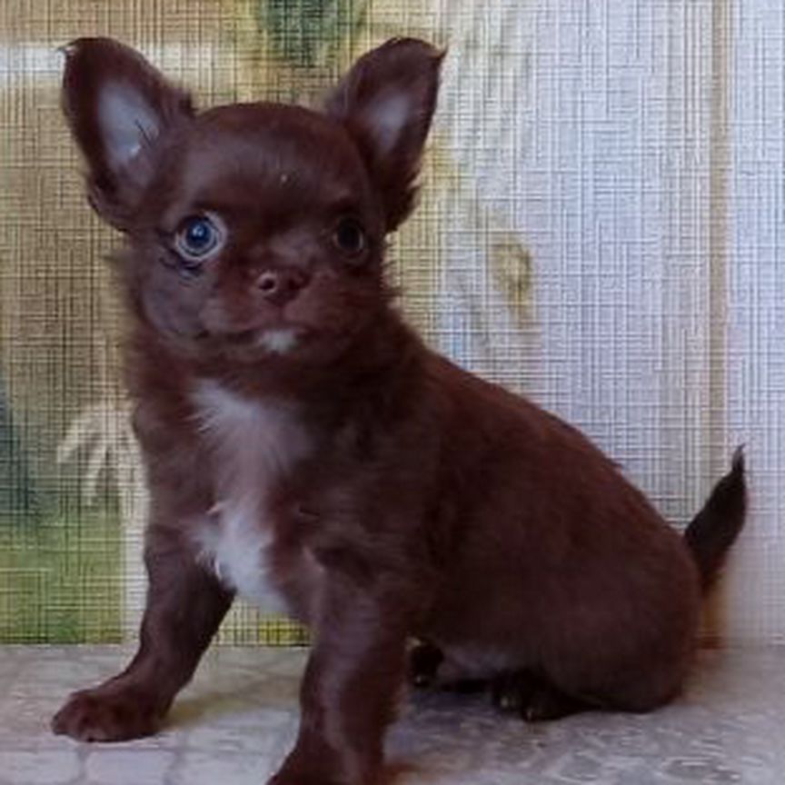 Чихуахуа, щенок