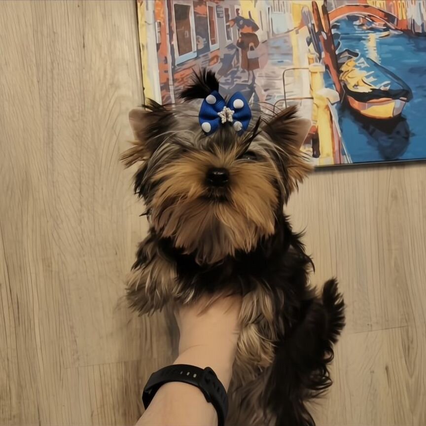 Йоркширский терьер, щенок