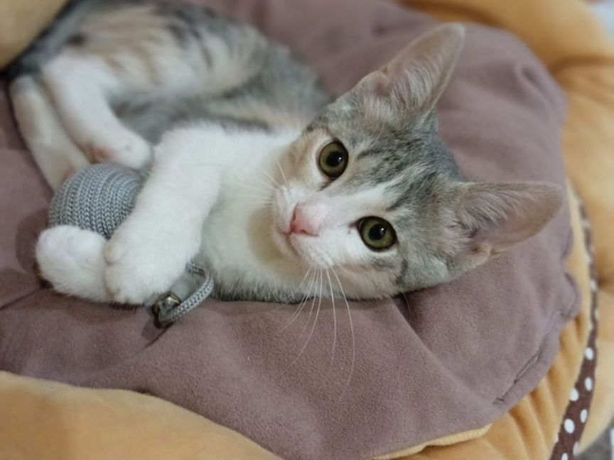 Котенок-девочка трехцветка