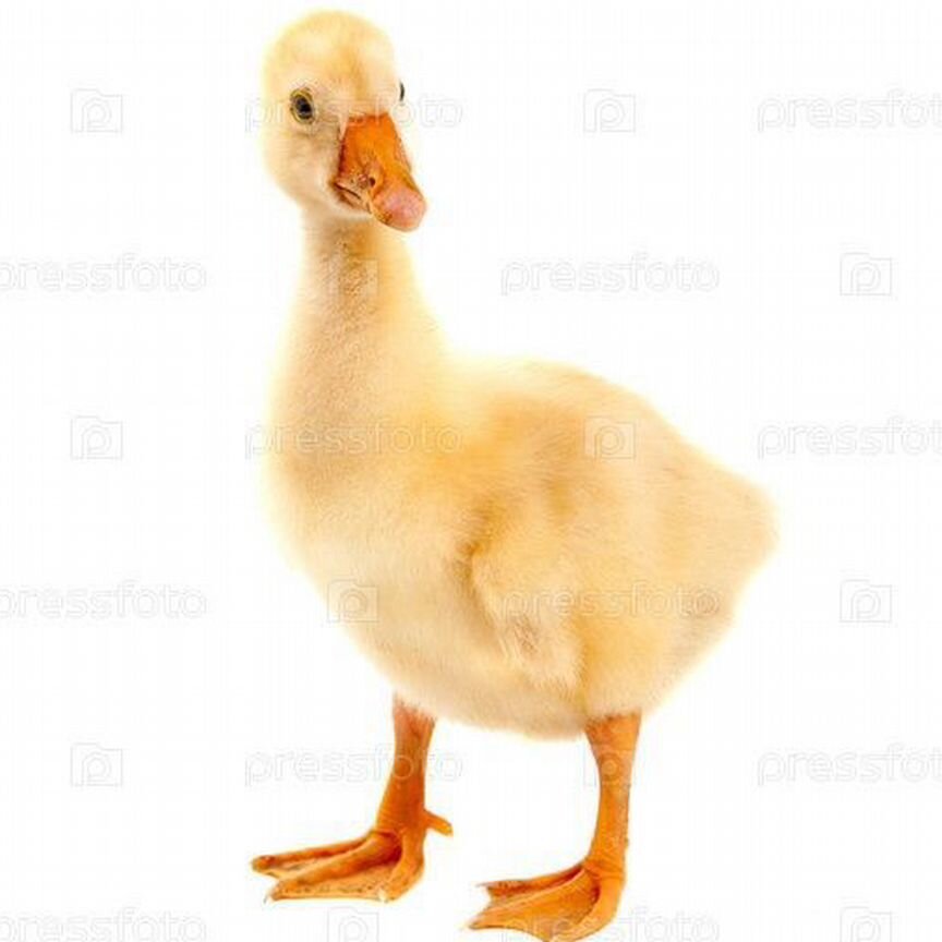 Гусята суточные winxi