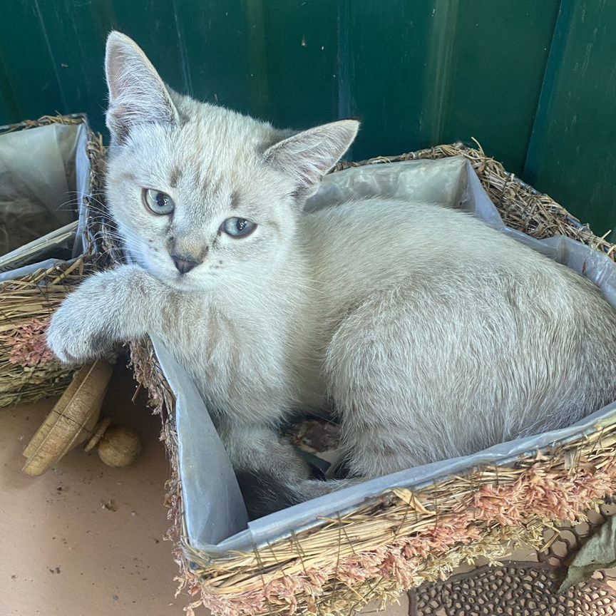 Котенок в хорошие руки мальчик