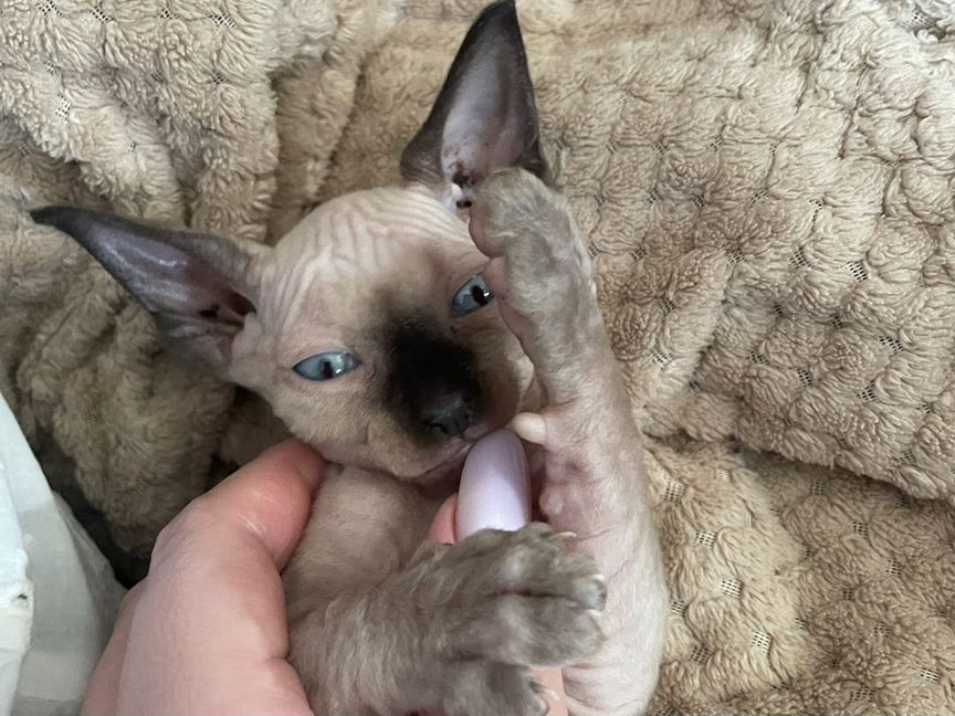 Донской сфинкс котята