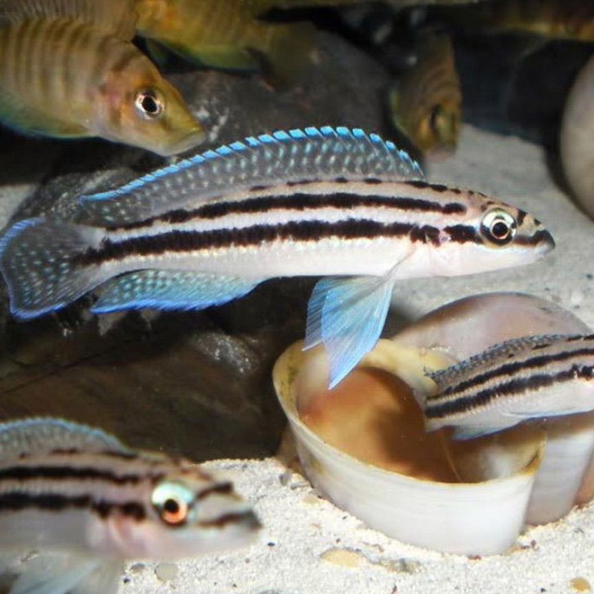 Юлидохромис Дикфельда, Танганьика