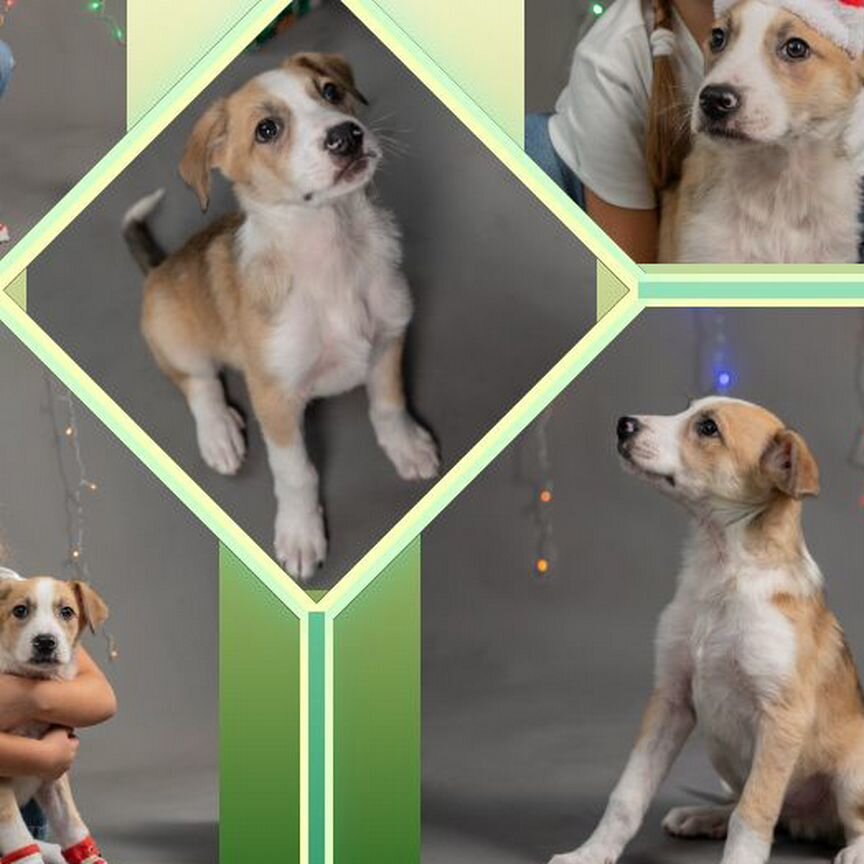 Щенок в добрые руки