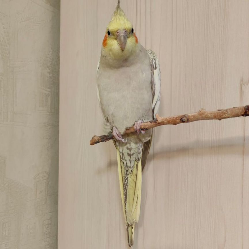 Попугай корелла мальчик