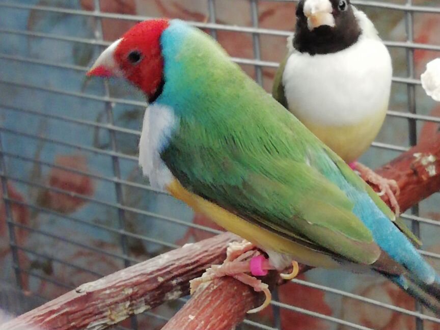 Амадины гульда