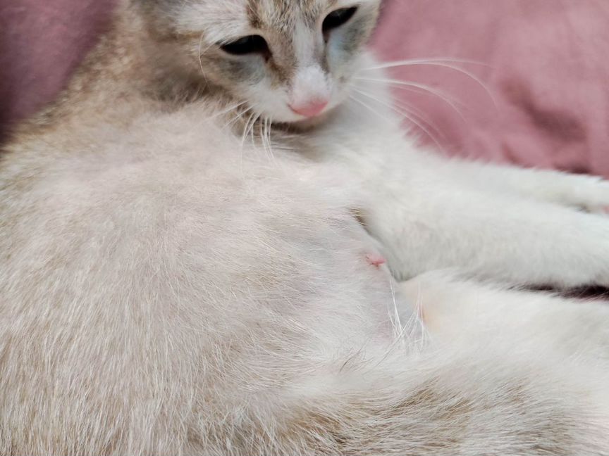 Кошка в дар