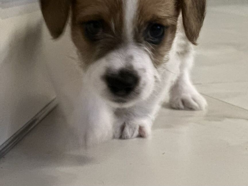 Джек Рассел терьер помесь