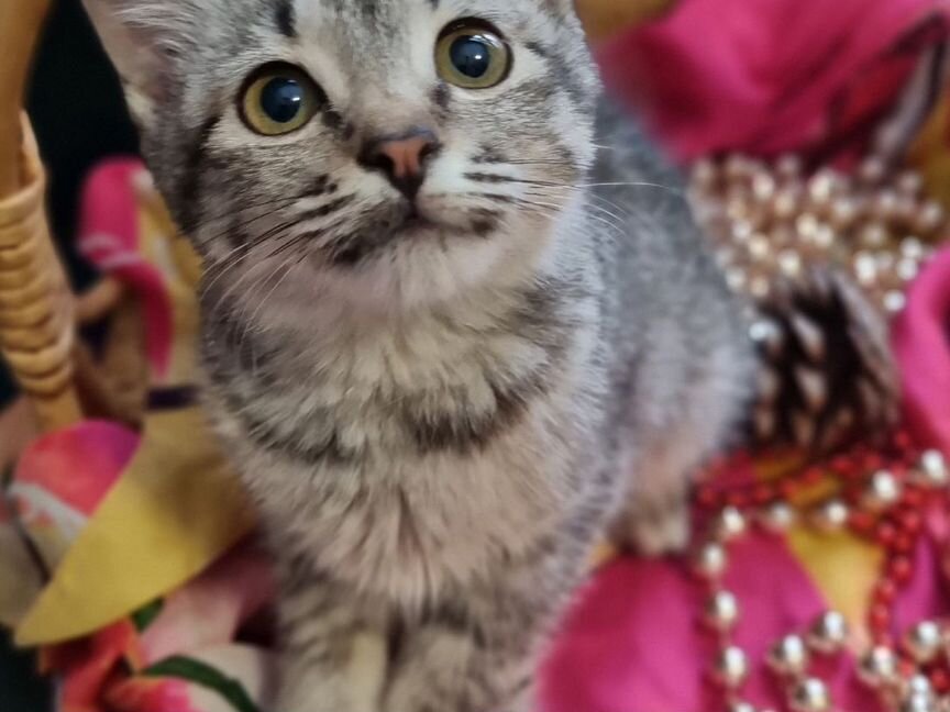 Котенок Улитка улыбка