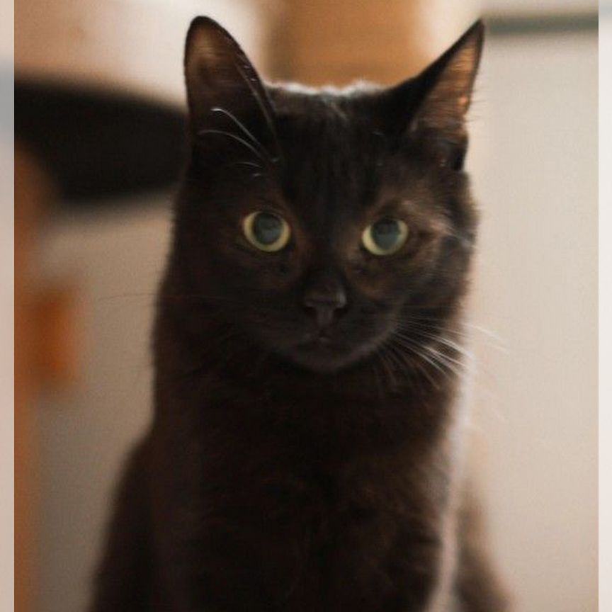 Милый котик ищет дом