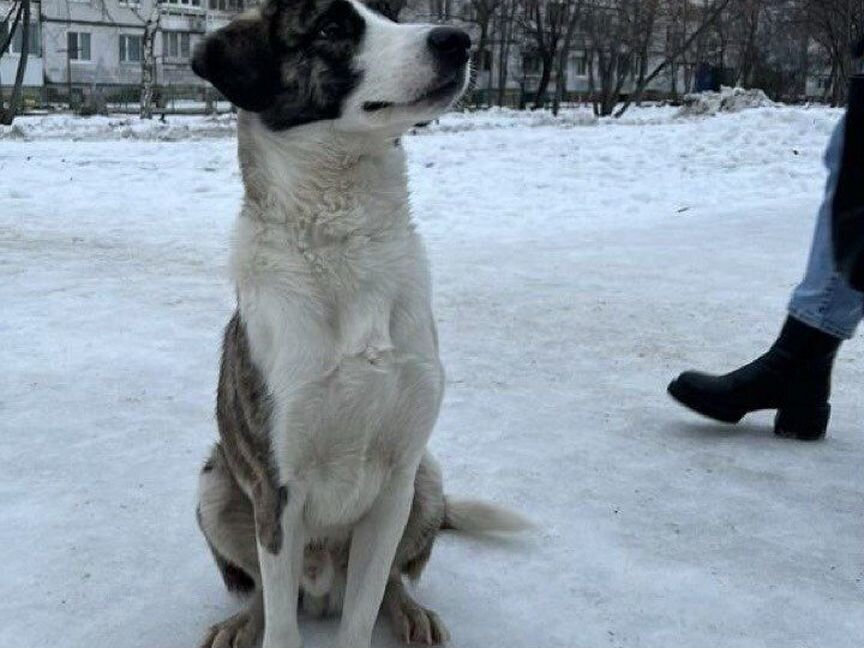 Пес в добрые руки