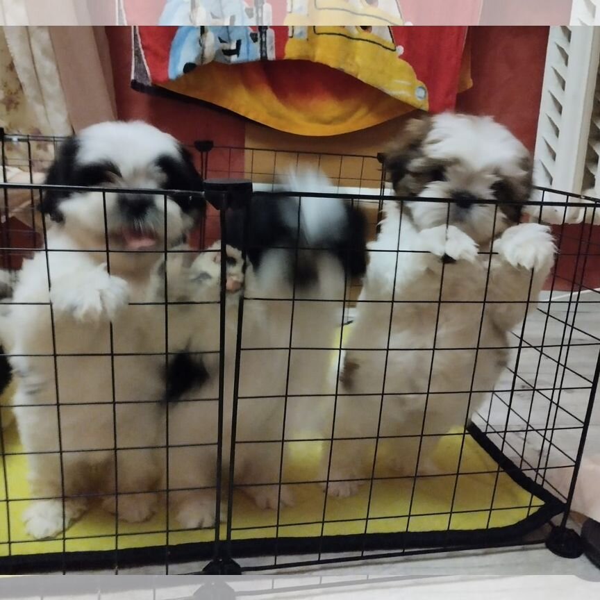 Ши-тцу, щенок