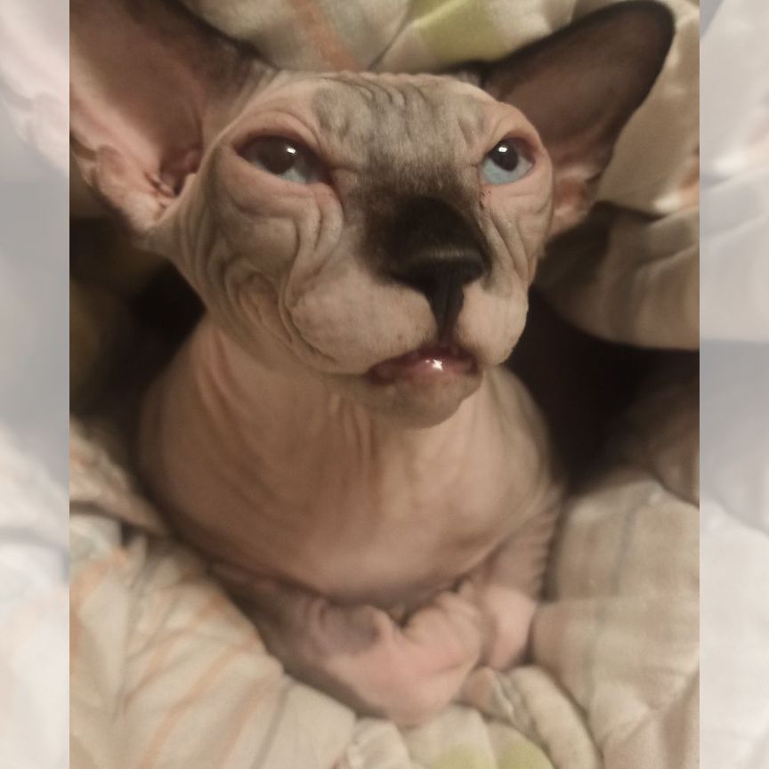 Канадский сфинкс, взрослый кот