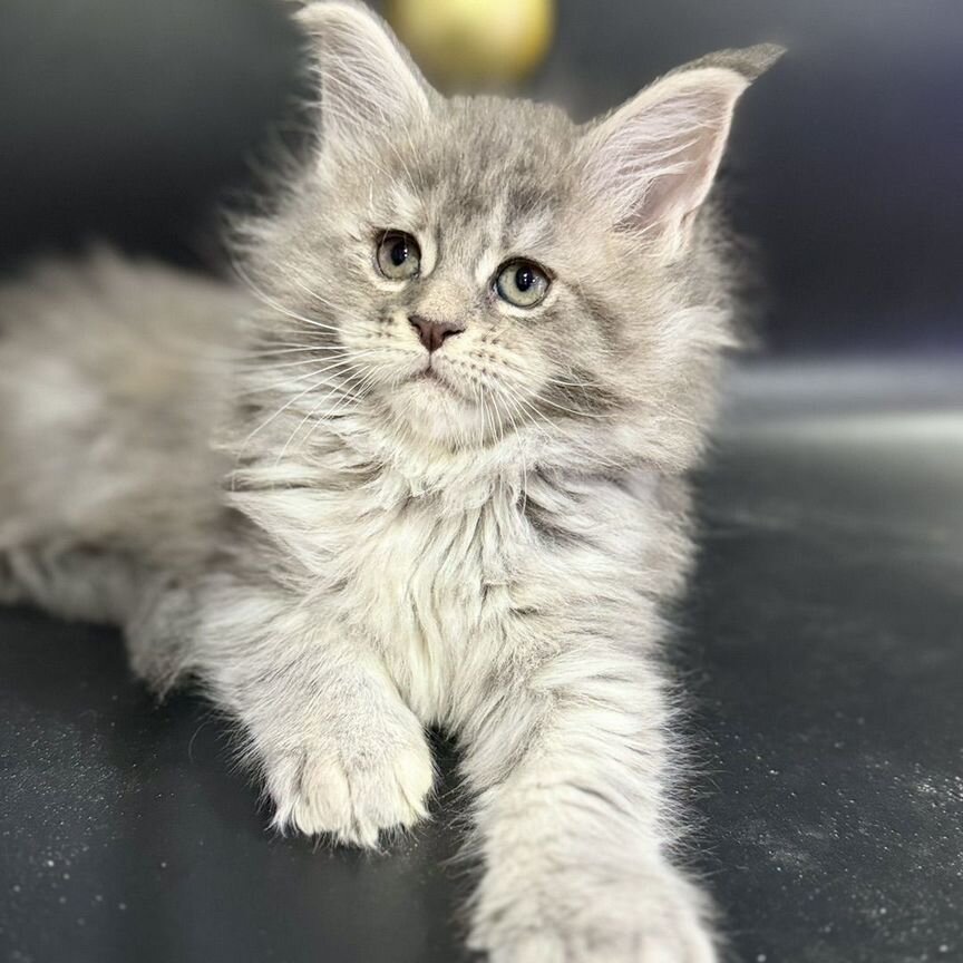 Мейн-кун самка с документами