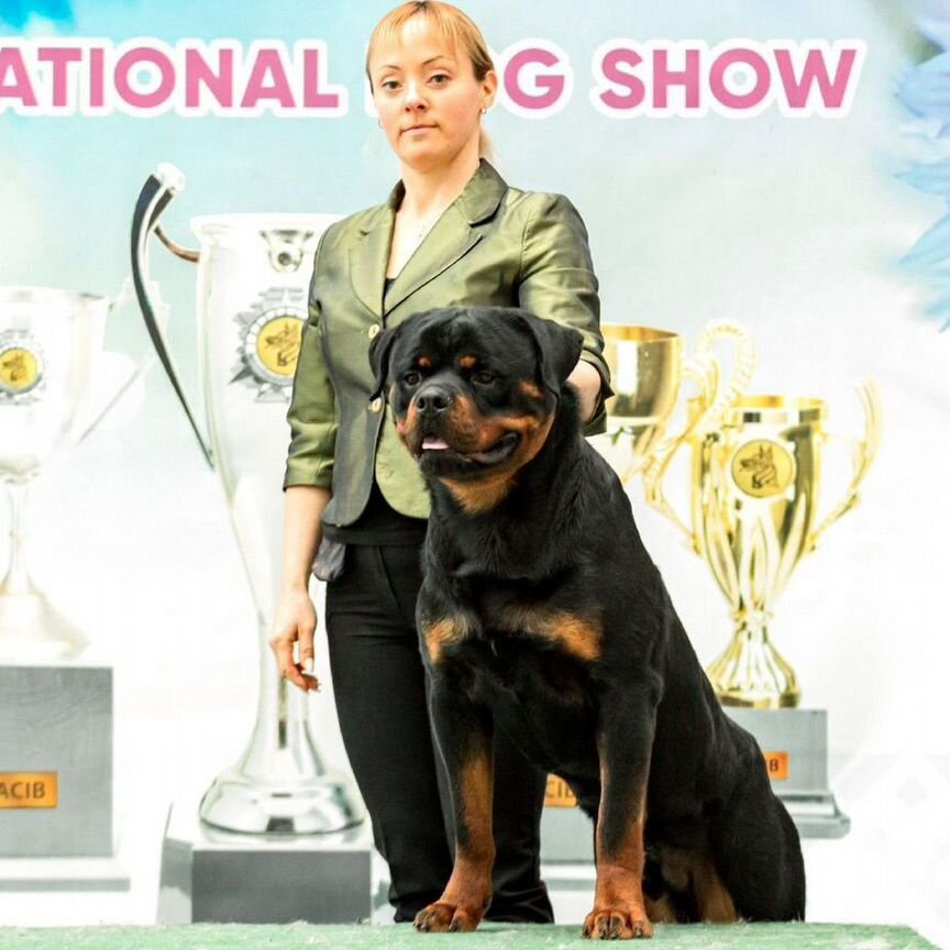 Кобель ротвейлера