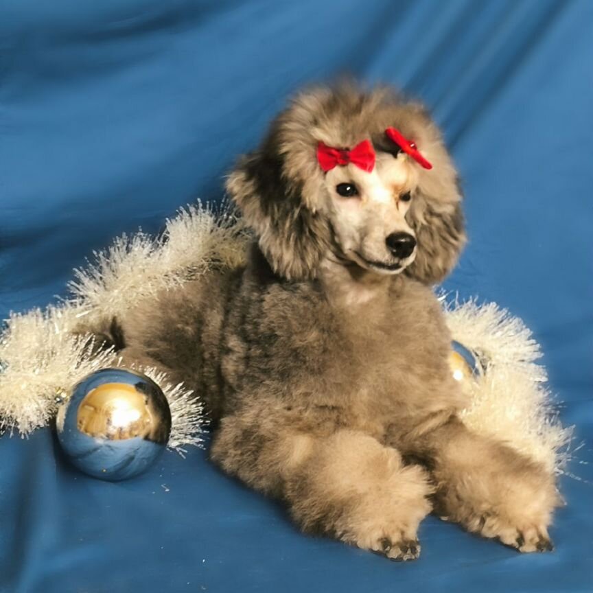 Щенок той пуделя