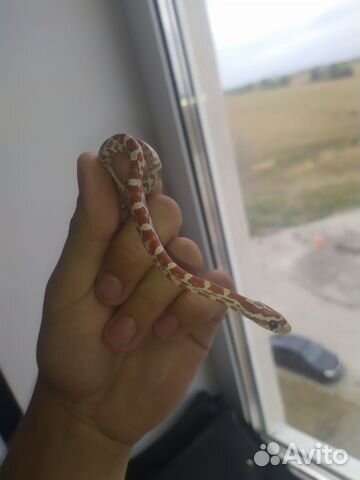 Змеи маисовый полоз