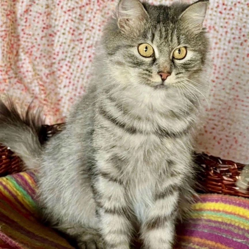 Подарите кошке дом
