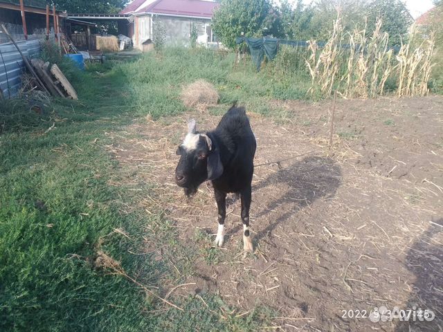 Козел, козы