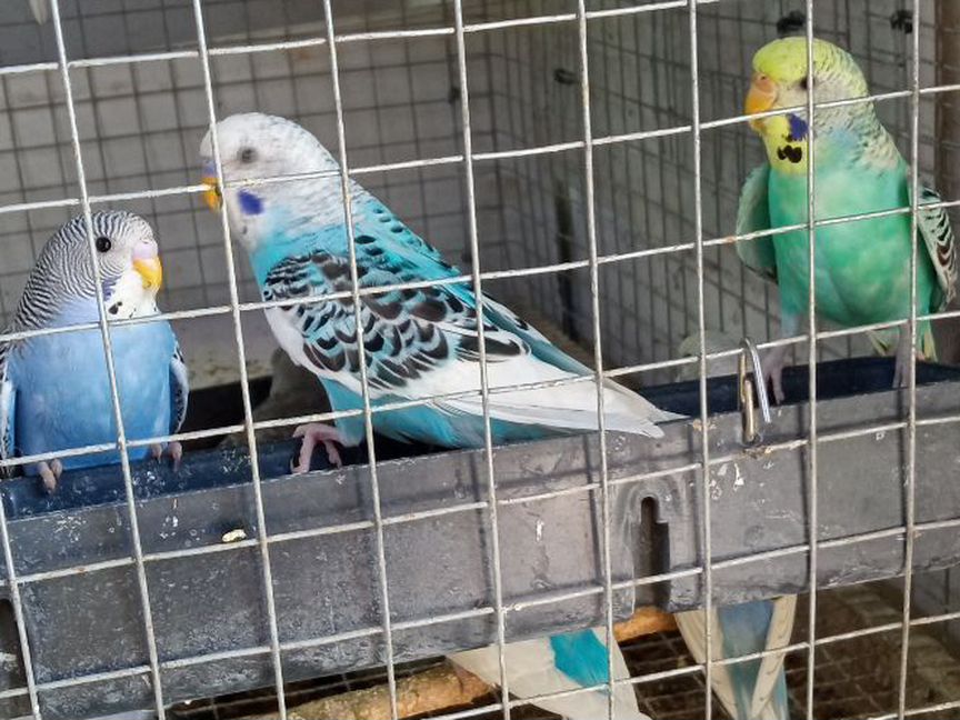 Волнистый попугай