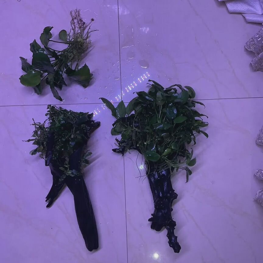 Анубиус аквариумные растения