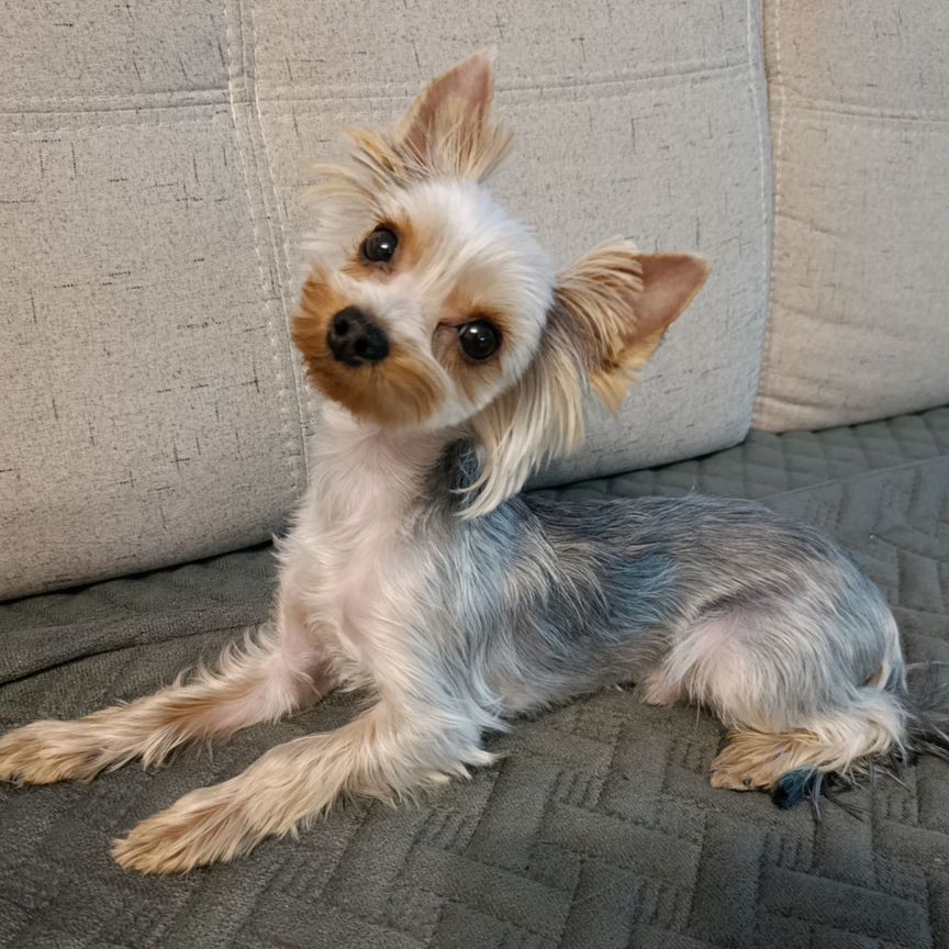 Ищем подругу для йорка