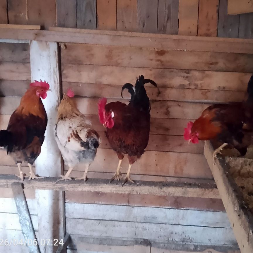 Петух молодой домашний