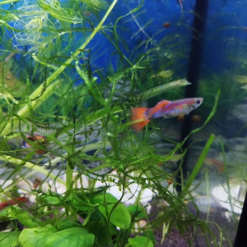 Аквариумные рыбки гуппи