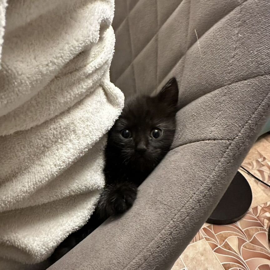 Котенок черный