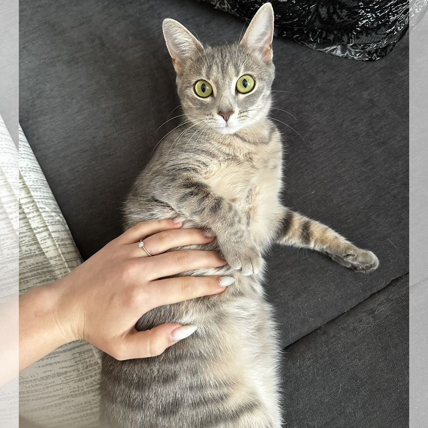 Отдам кошку