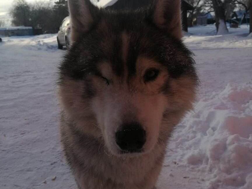 Собака в добрые руки отдам бесплатно