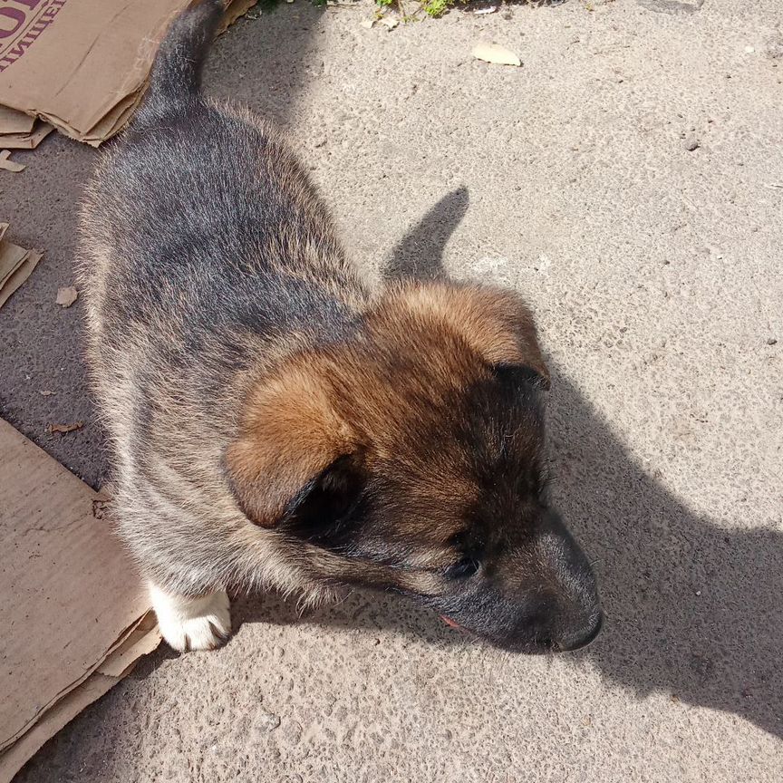 Щенок в добрые руки