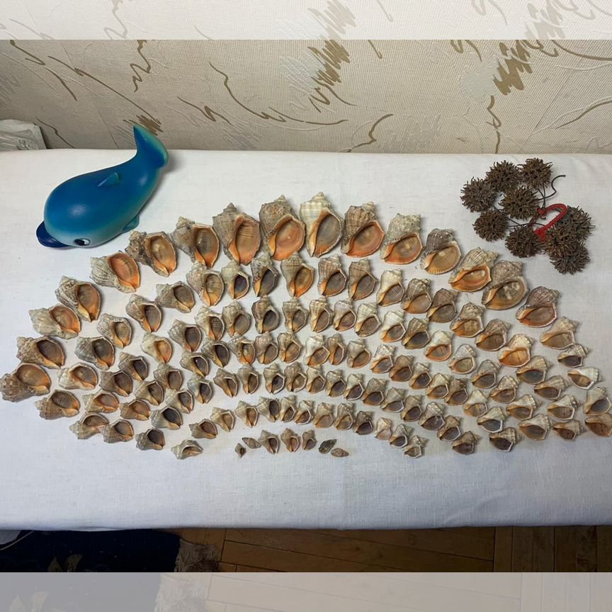Морские ракушки для аквариума и поделок