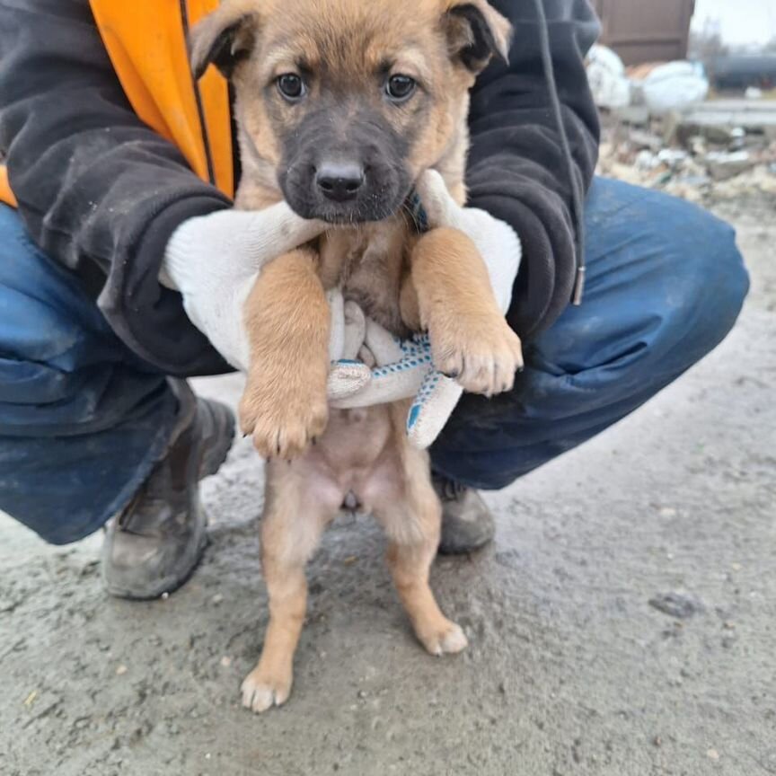 Щенок в добрые руки