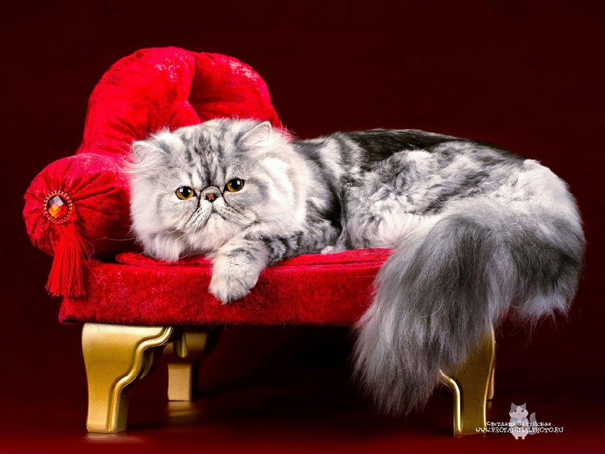 Котик Чемпион в разведение