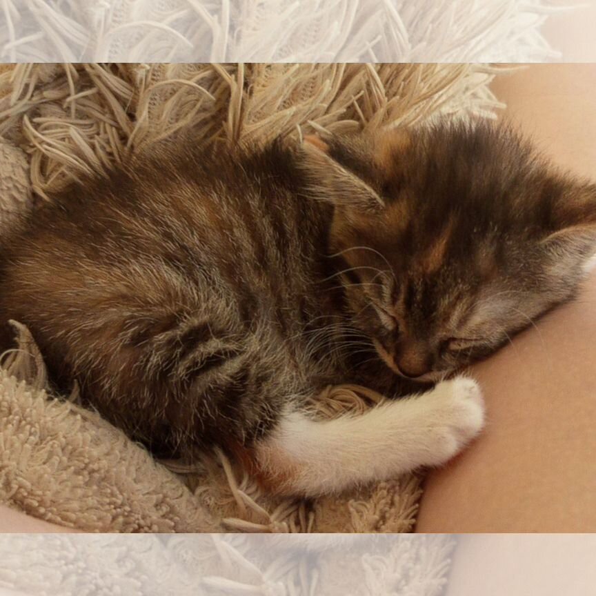 Котёнок