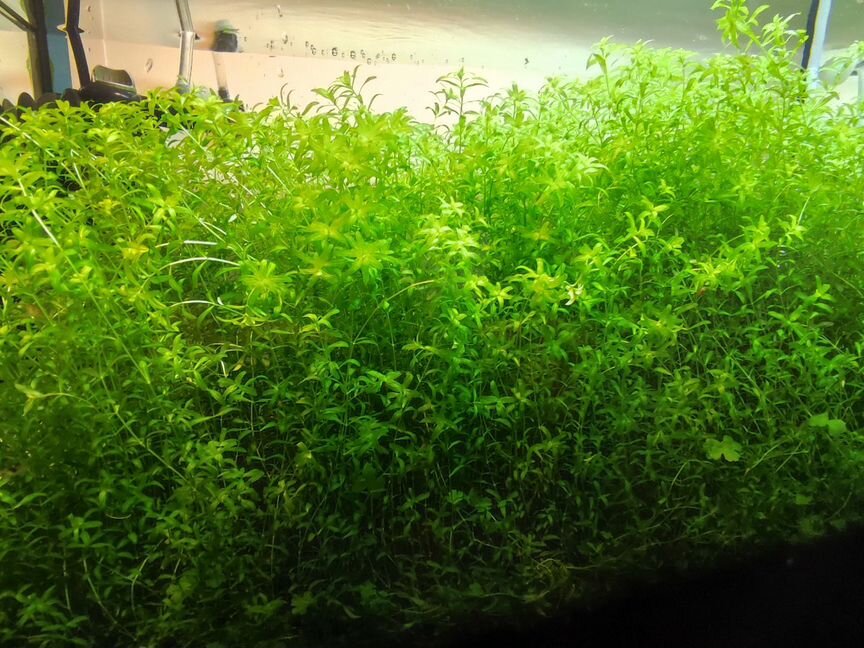 Растения для аквариума Хемиантус микронтимоидус