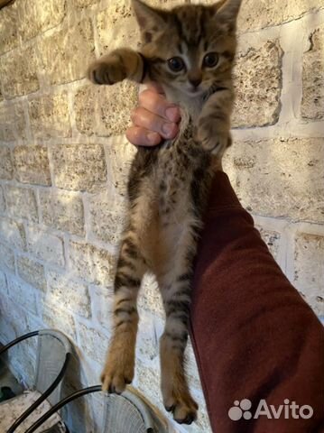 Котёнок 1,5 месяца