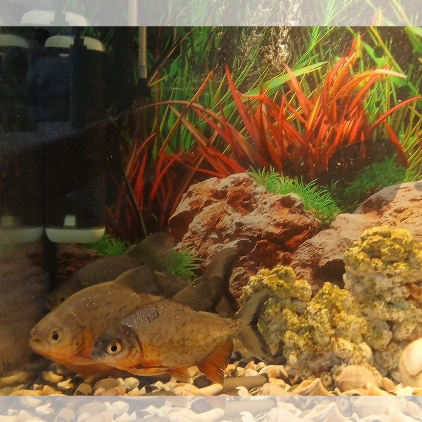 Живая рыба пираньи